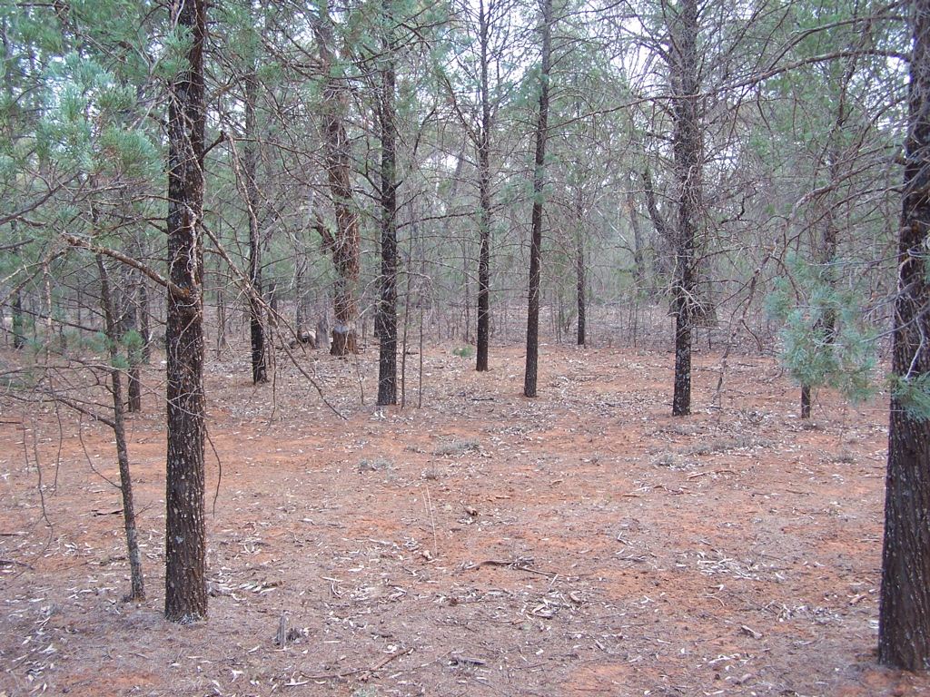 Locations Hub - Binya State Forest - Cocoparra National Park