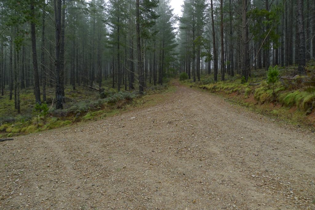 Locations Hub - Jenolan State Forest