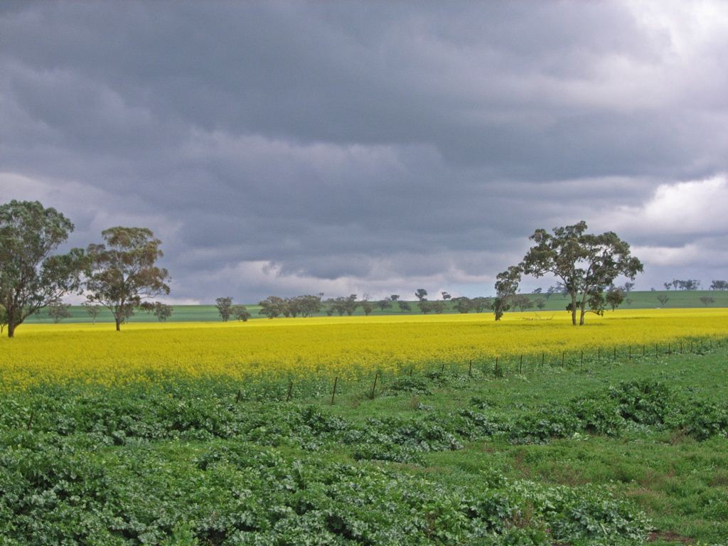 Locations Hub - Canola Field