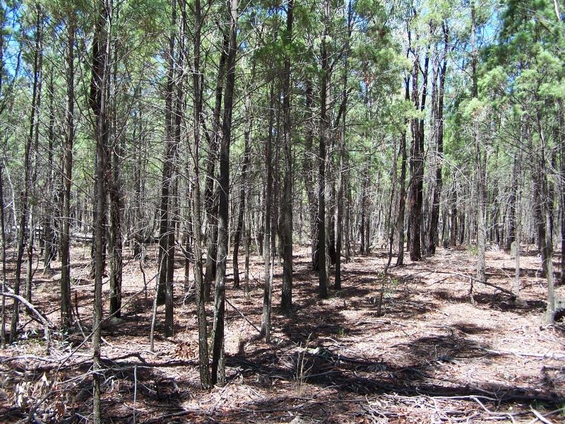 Locations Hub - Goobang National Park