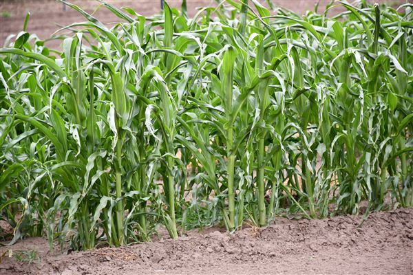 Locations Hub - Greater Sydney Local Land Services Demonstration Farm